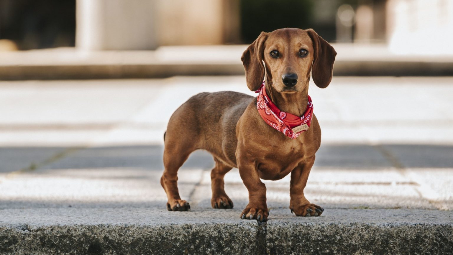 Lány kutyanevek - 175 lány kutyanév ABC sorrendben - Kutyanevek ...