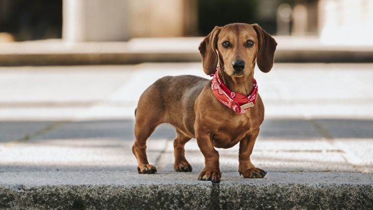 Összes kutyanév - Kutyanevek Varázslatos Világa